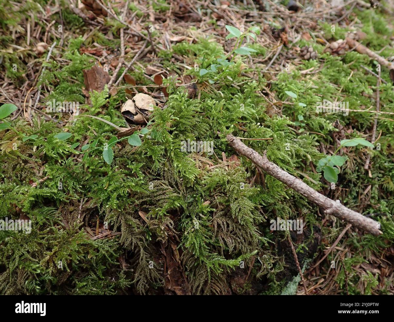 Oregon Beaked Moss (Kindbergia oregana Stock Photo - Alamy