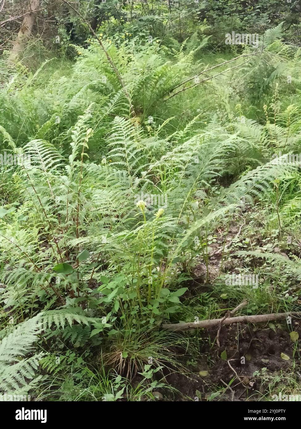 lady fern (Athyrium filix-femina Stock Photo - Alamy