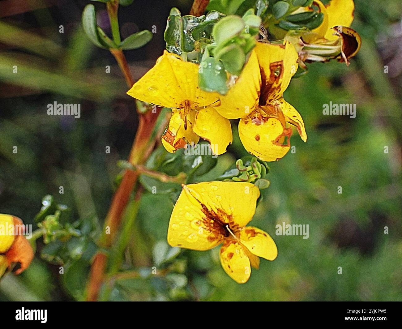 Vlei Honeybush (Cyclopia subternata Stock Photo - Alamy
