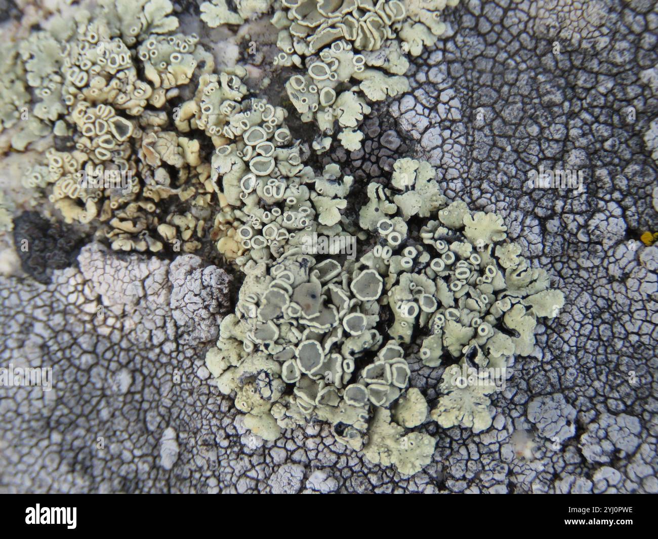 rim lichens, disc lichens, and allies (Lecanoraceae Stock Photo - Alamy