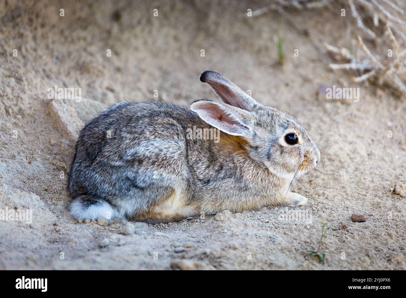 Cottontail rabbit resting in shade, McCulloch Peaks Horse Management ...