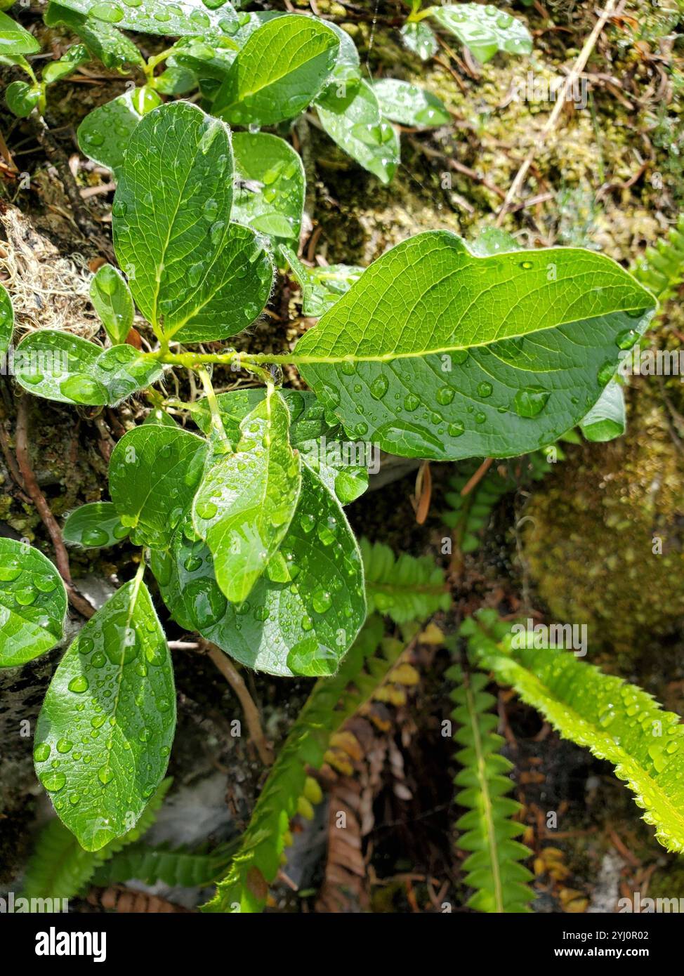 arctic willow (Salix arctica Stock Photo - Alamy