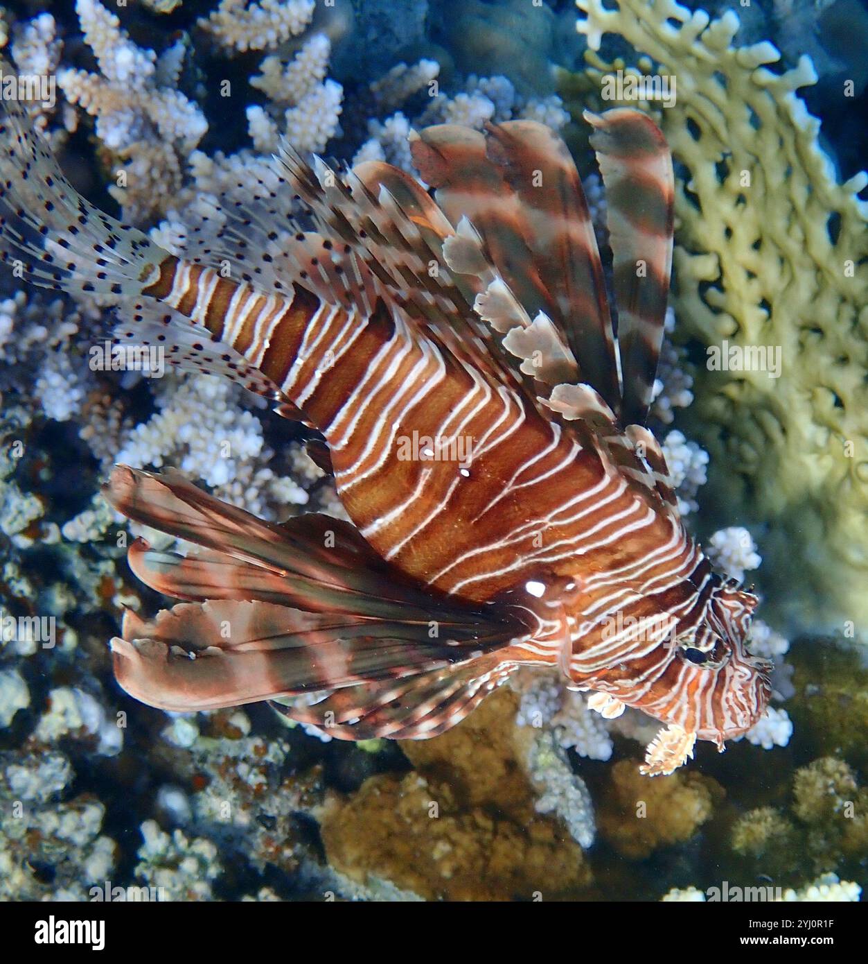 Indian Lionfish (Pterois miles Stock Photo - Alamy