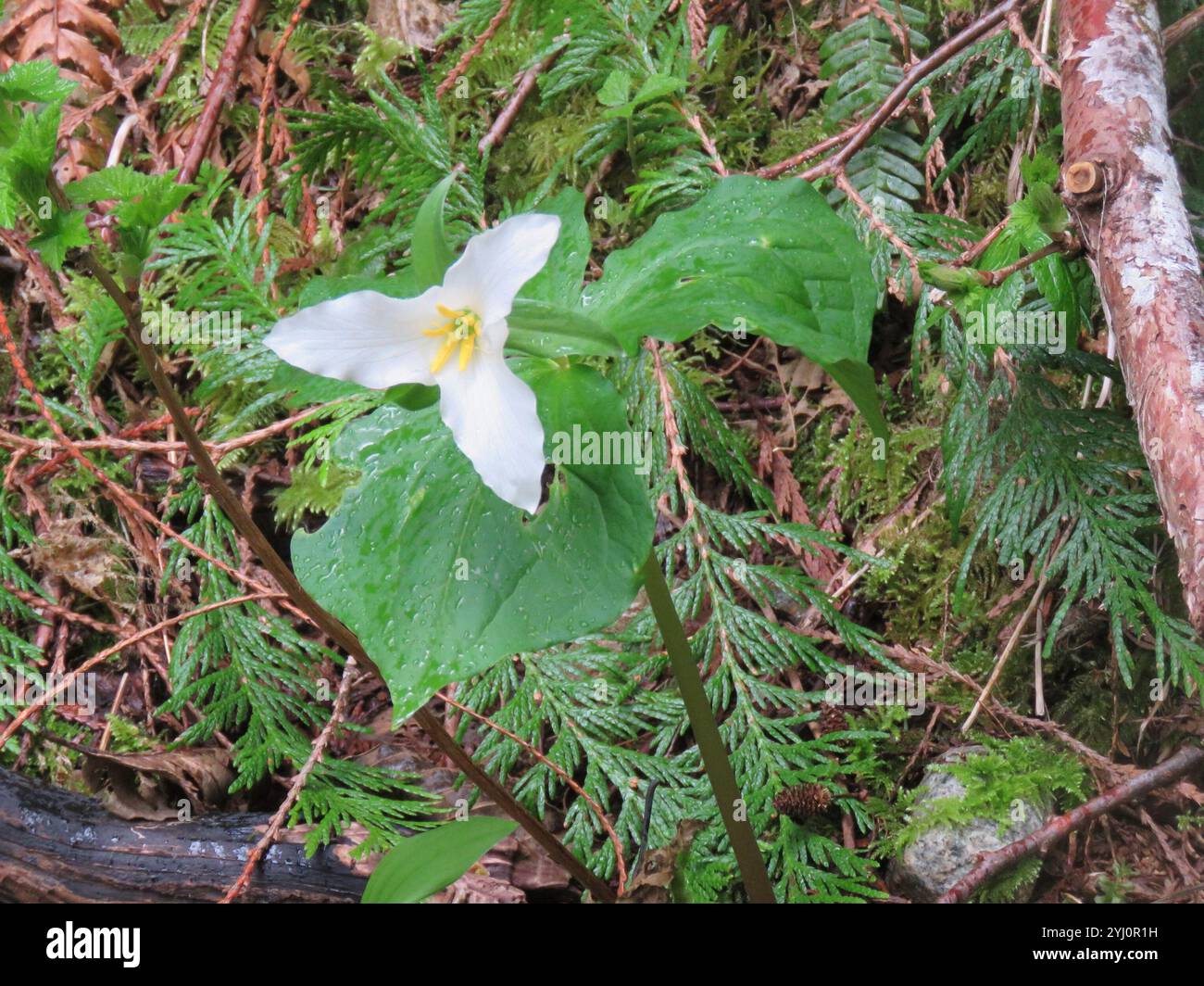 Pacific trillium (Trillium ovatum Stock Photo - Alamy