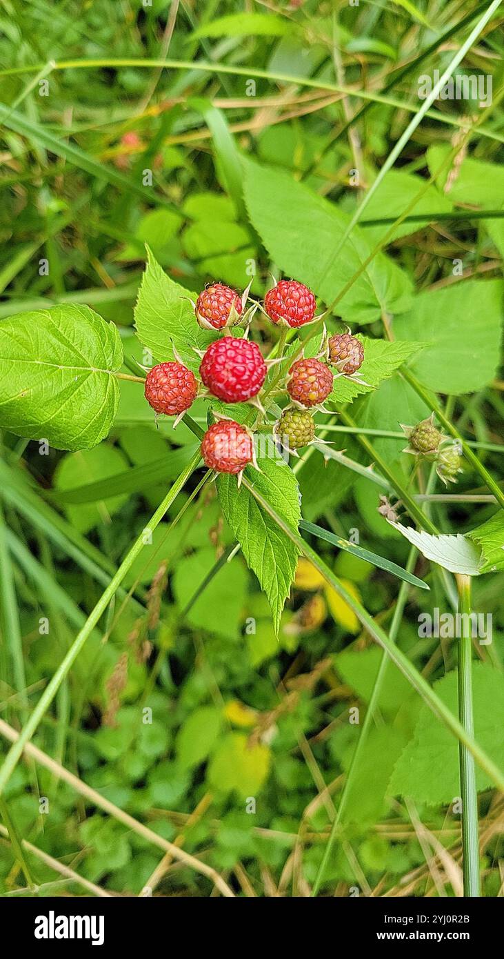 black raspberry (Rubus occidentalis Stock Photo - Alamy