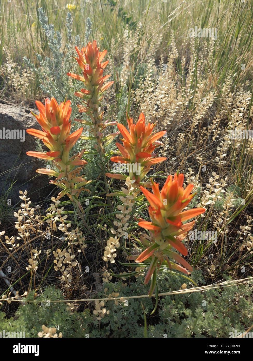 Wholeleaf Paintbrush (Castilleja integra Stock Photo - Alamy