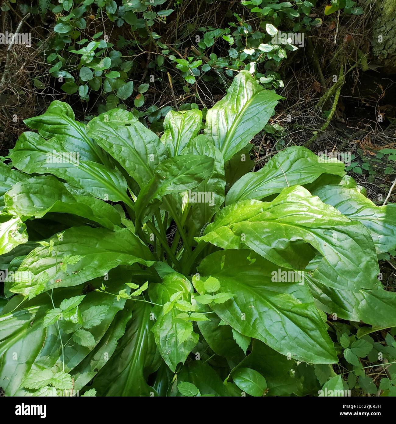 western skunk cabbage (Lysichiton americanus Stock Photo - Alamy