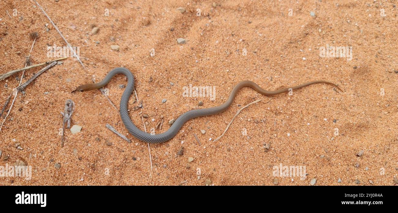 Central Whipsnake (Demansia cyanochasma Stock Photo - Alamy