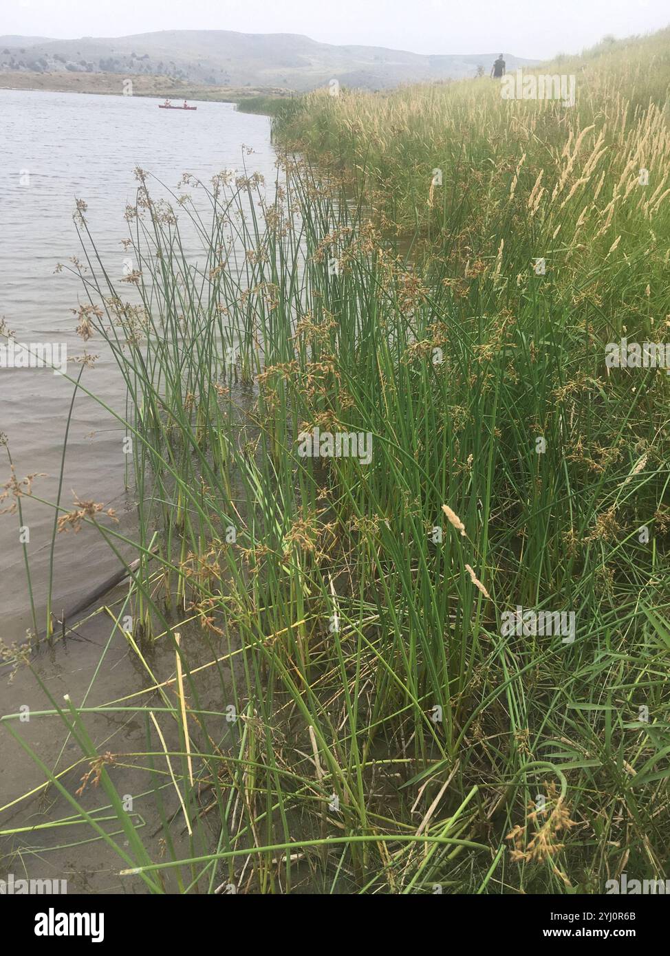 soft-stemmed bulrush (Schoenoplectus tabernaemontani Stock Photo - Alamy
