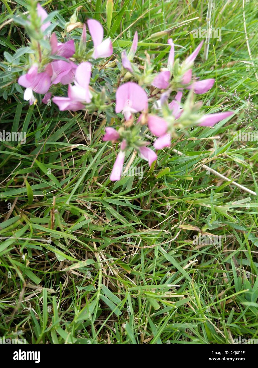 Spiny restharrow (Ononis spinosa Stock Photo - Alamy