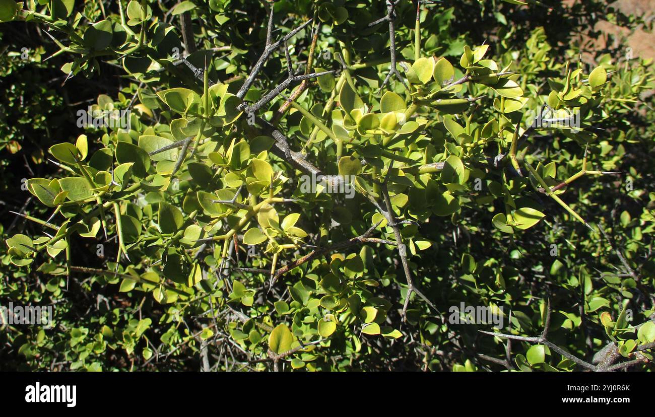 num-num (Carissa bispinosa Stock Photo - Alamy