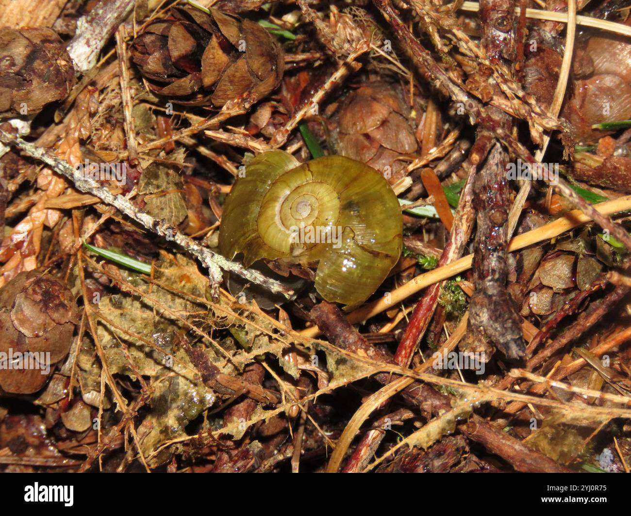 Robust Lancetooth Snail (Haplotrema vancouverense Stock Photo - Alamy