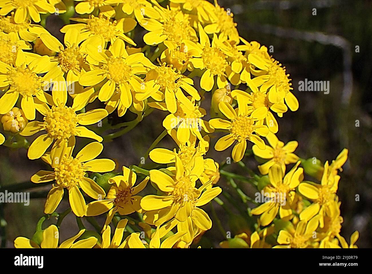 Poorflower Babooncabbage (Othonna parviflora Stock Photo - Alamy
