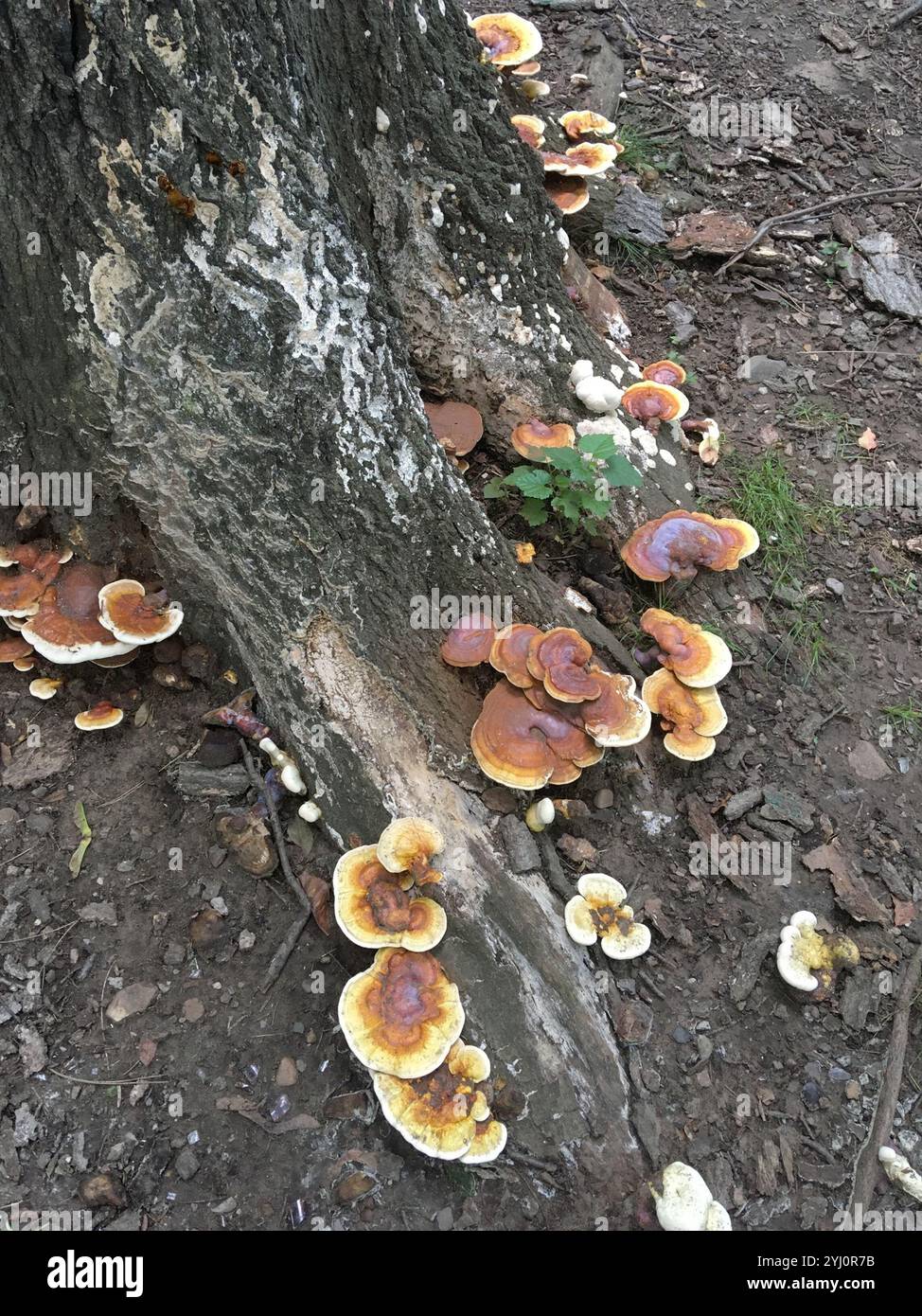 golden reishi (Ganoderma curtisii Stock Photo - Alamy
