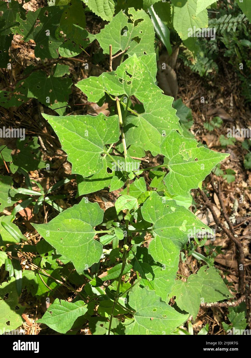 Mikania cordifolia hi-res stock photography and images - Alamy