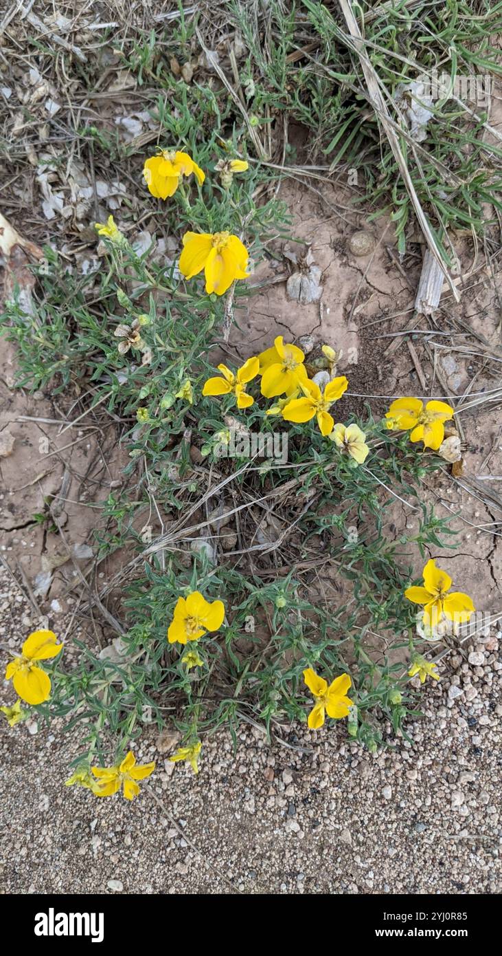 Rocky Mountain zinnia (Zinnia grandiflora Stock Photo - Alamy