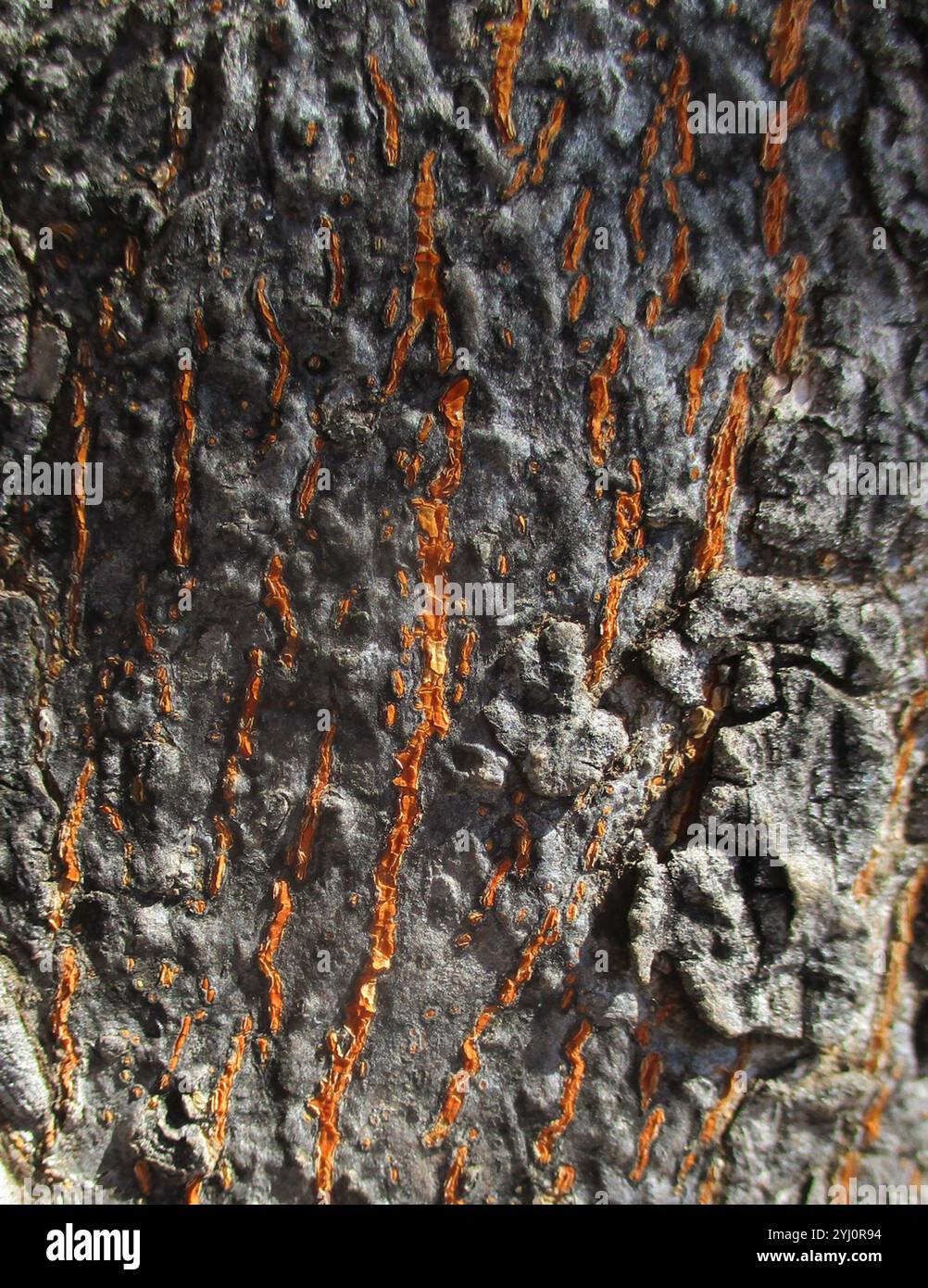 Purplepod clusterleaf (Terminalia prunioides Stock Photo - Alamy