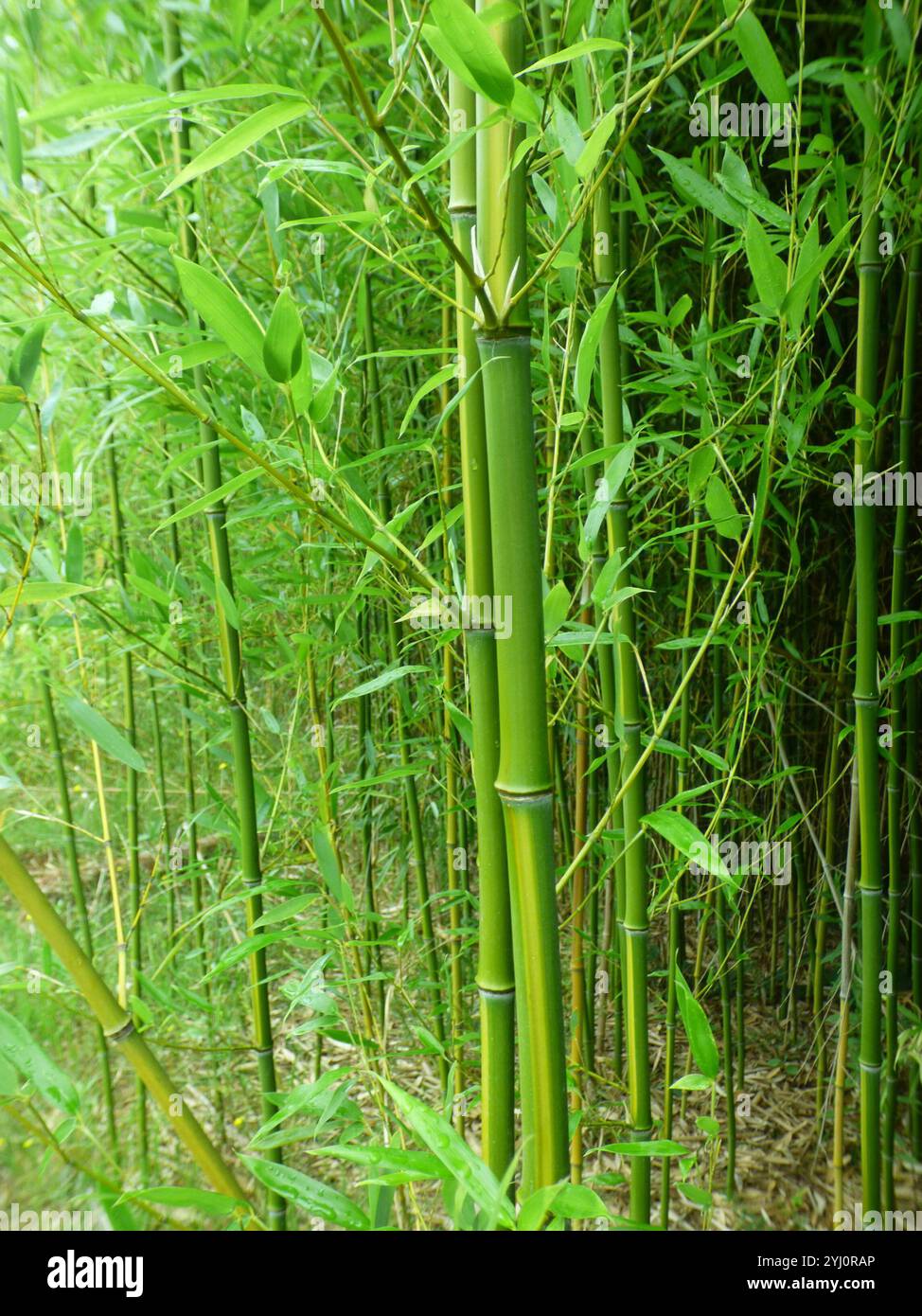 fishpole bamboo (Phyllostachys aurea Stock Photo - Alamy