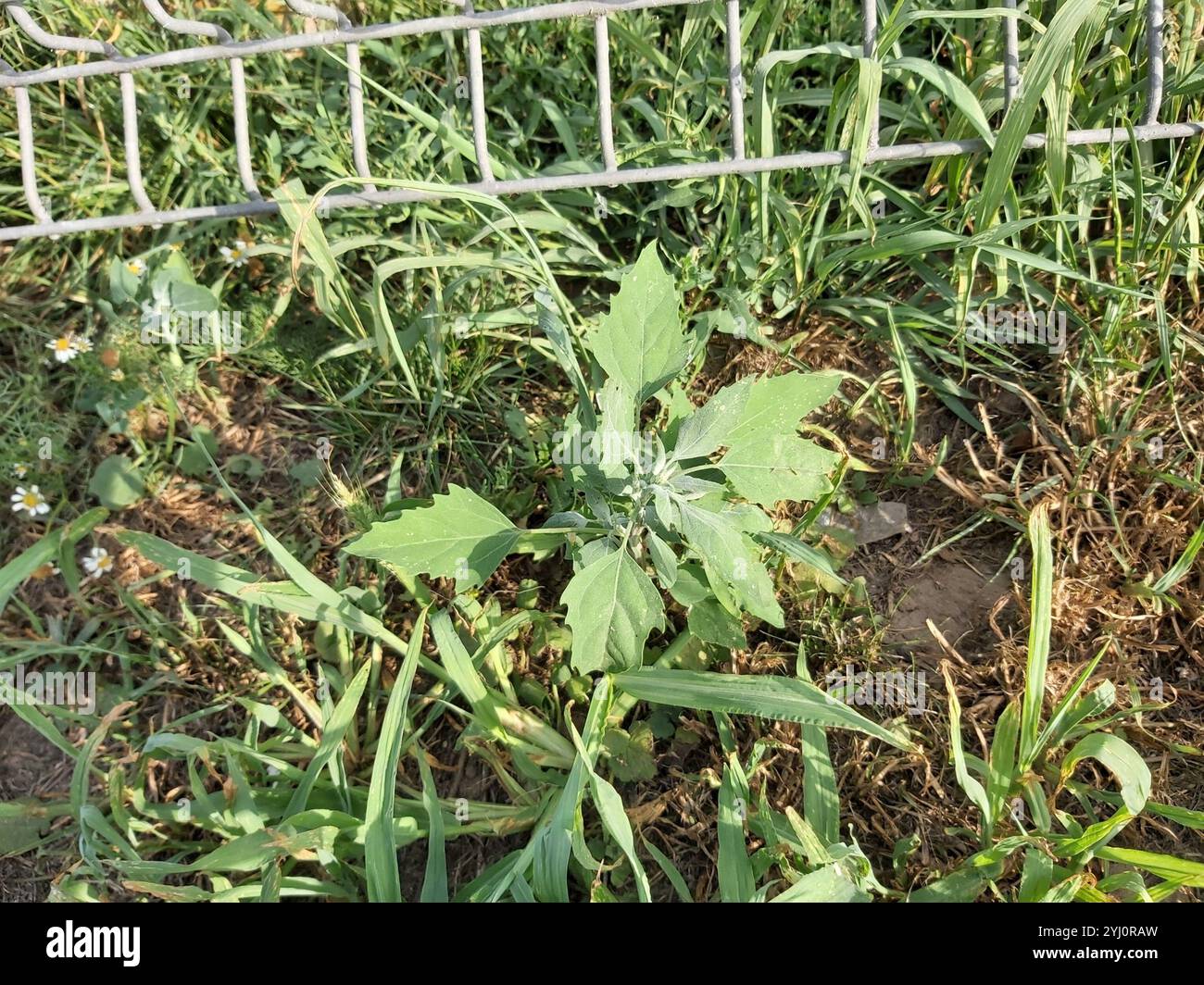 Common Lambsquarters (Chenopodium album Stock Photo - Alamy