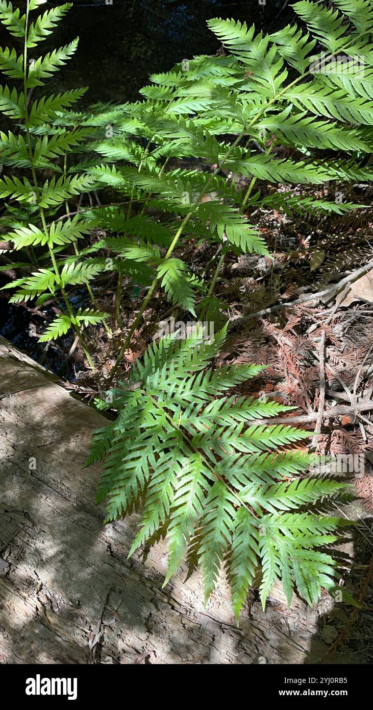 giant chain fern (Woodwardia fimbriata Stock Photo - Alamy