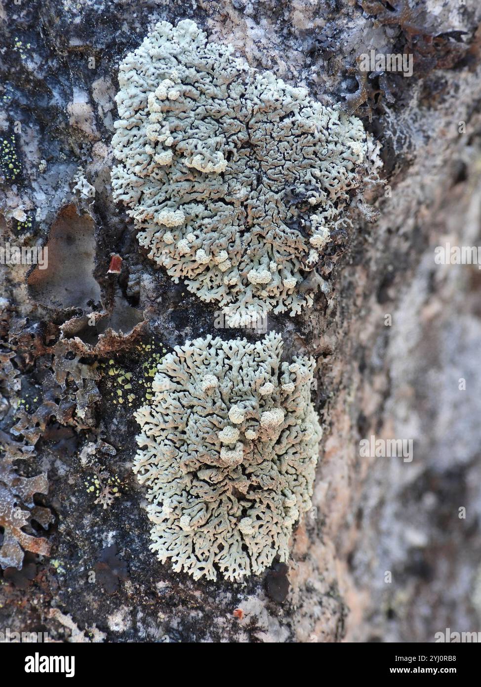 Finger Ring Lichen (Arctoparmelia incurva Stock Photo - Alamy