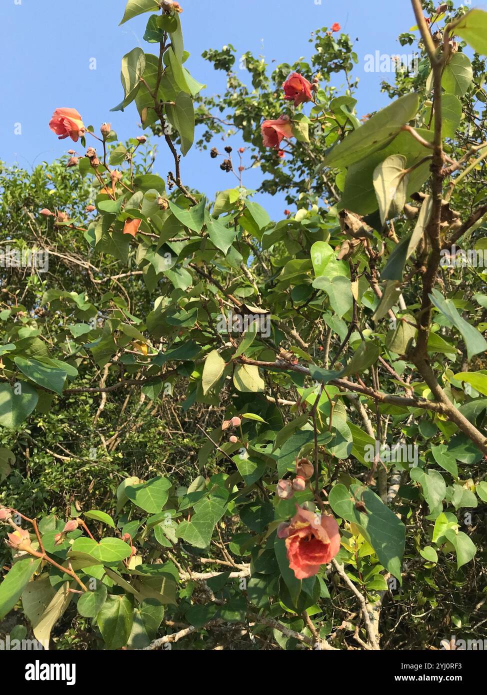 sea hibiscus (Hibiscus tiliaceus Stock Photo - Alamy