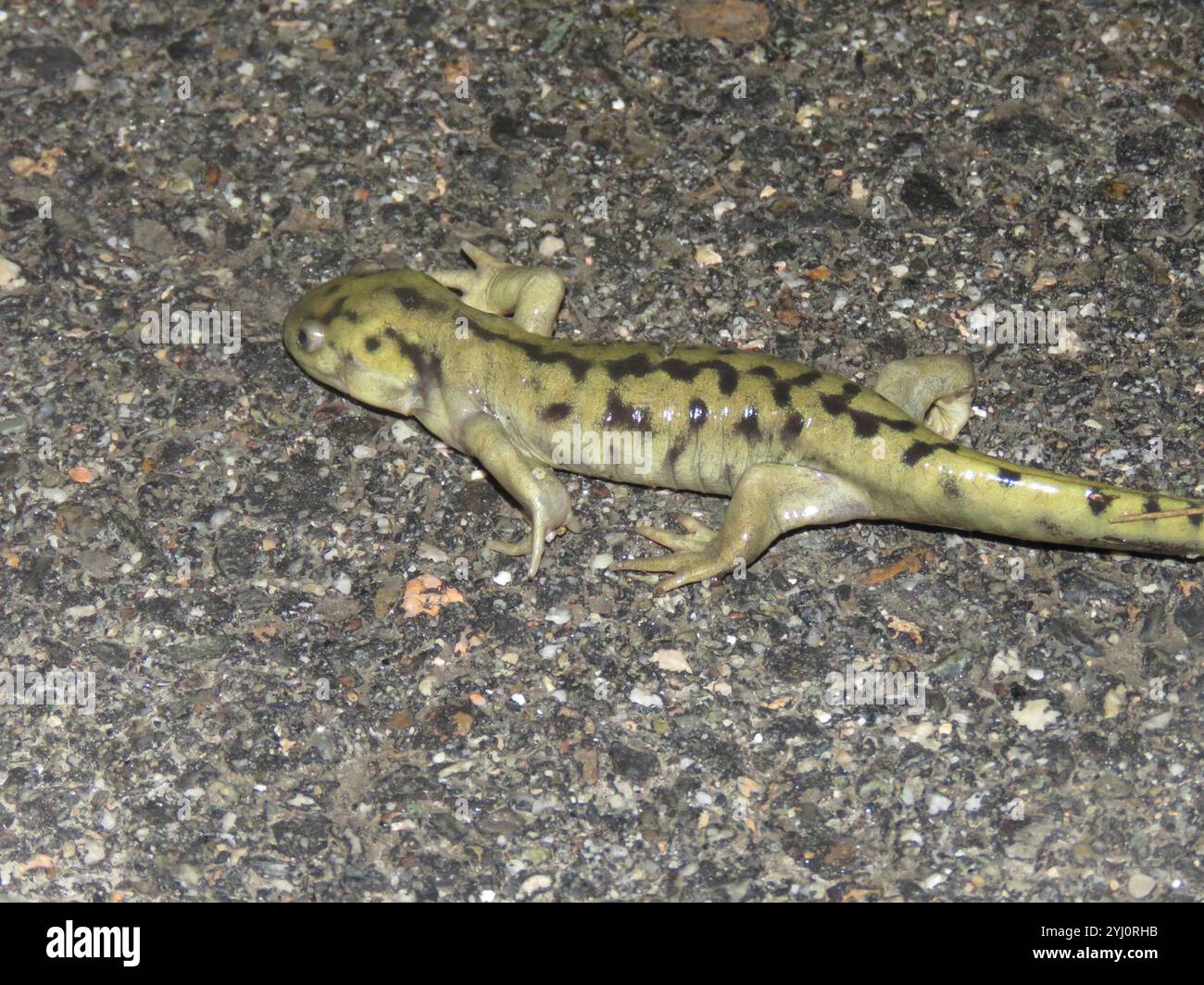 Blotched Tiger Salamander (Ambystoma mavortium melanostictum Stock ...