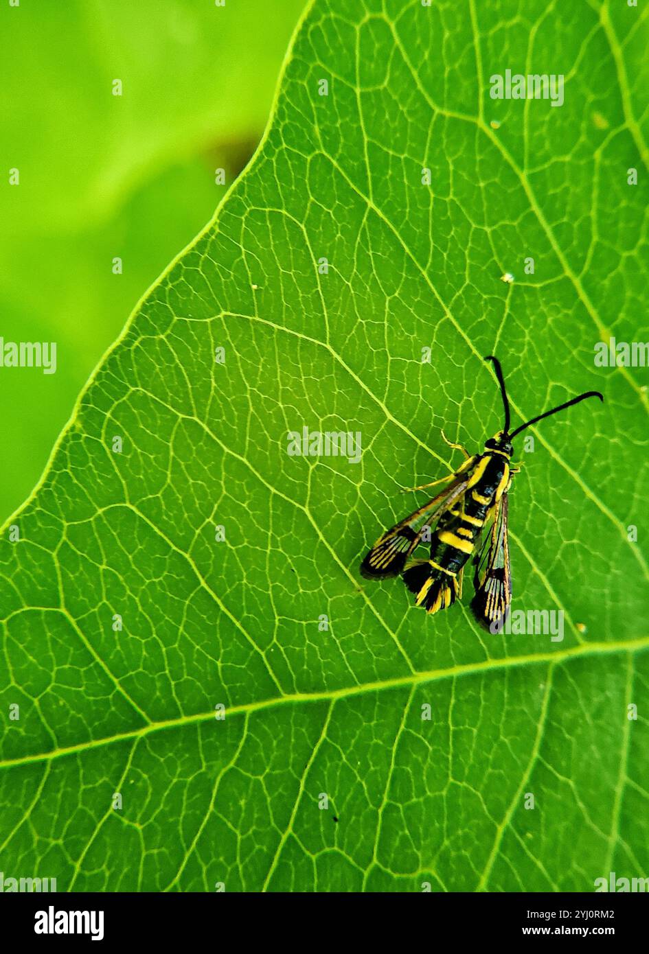 Dogwood Borer Moth (Synanthedon scitula Stock Photo - Alamy
