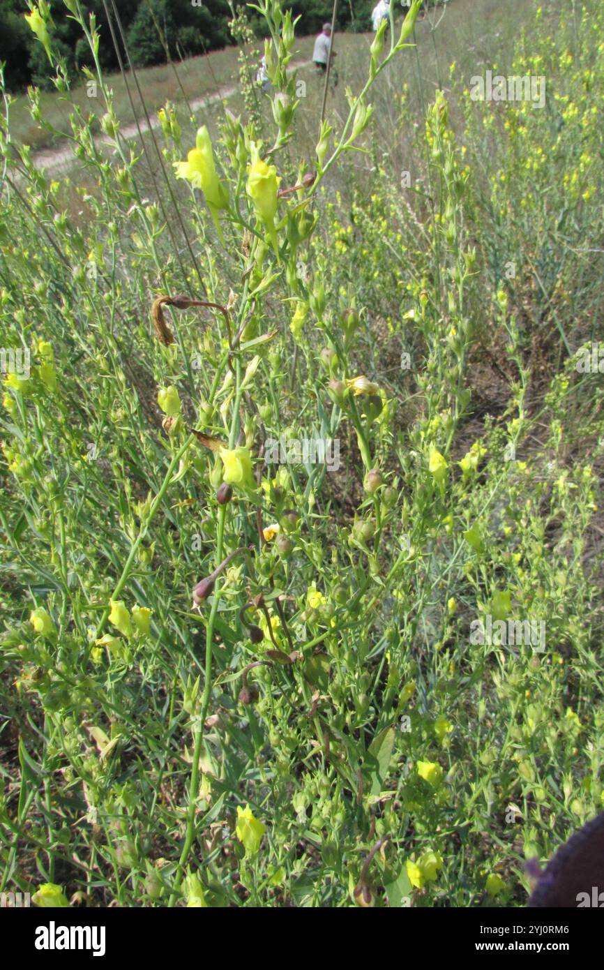 Broomleaf Toadflax (Linaria genistifolia Stock Photo - Alamy