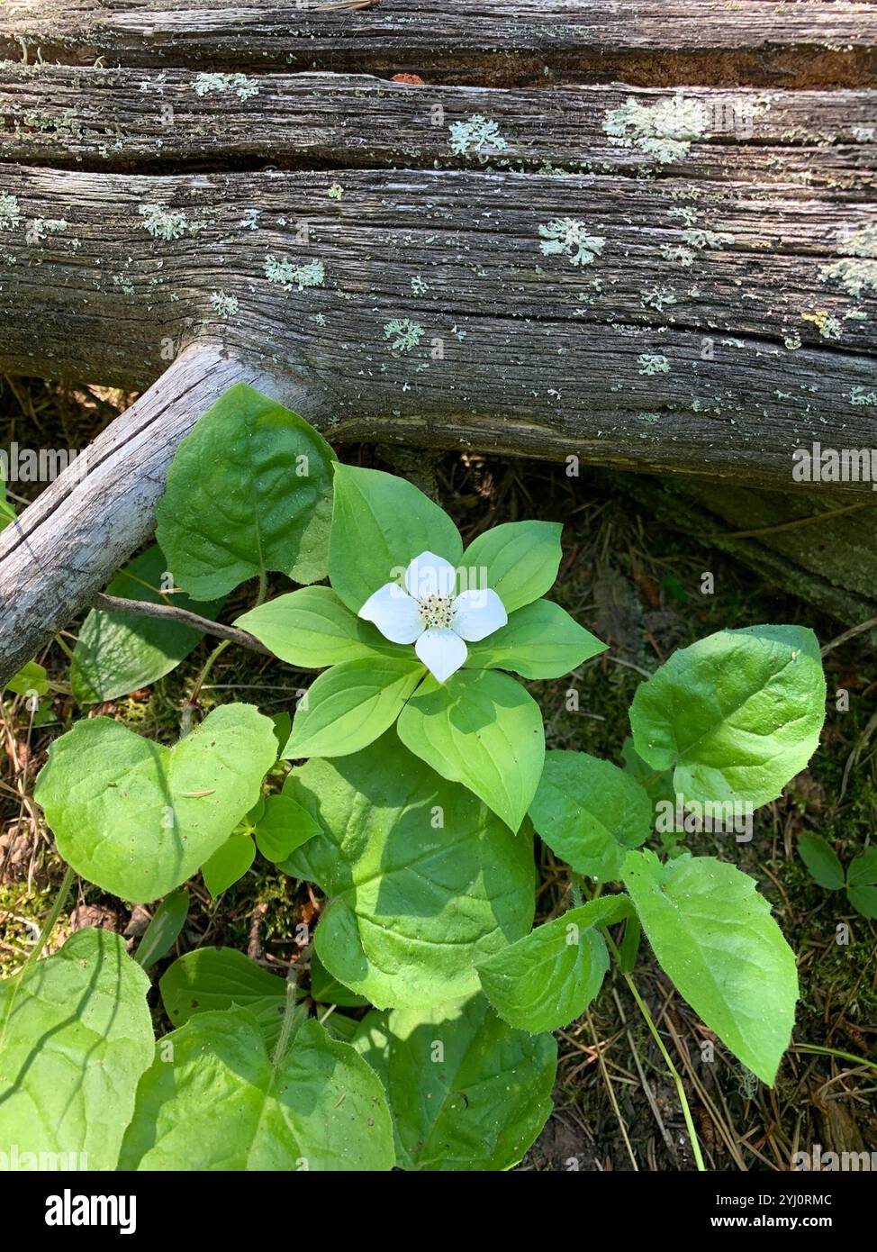 Canadian bunchberry (Cornus canadensis Stock Photo - Alamy