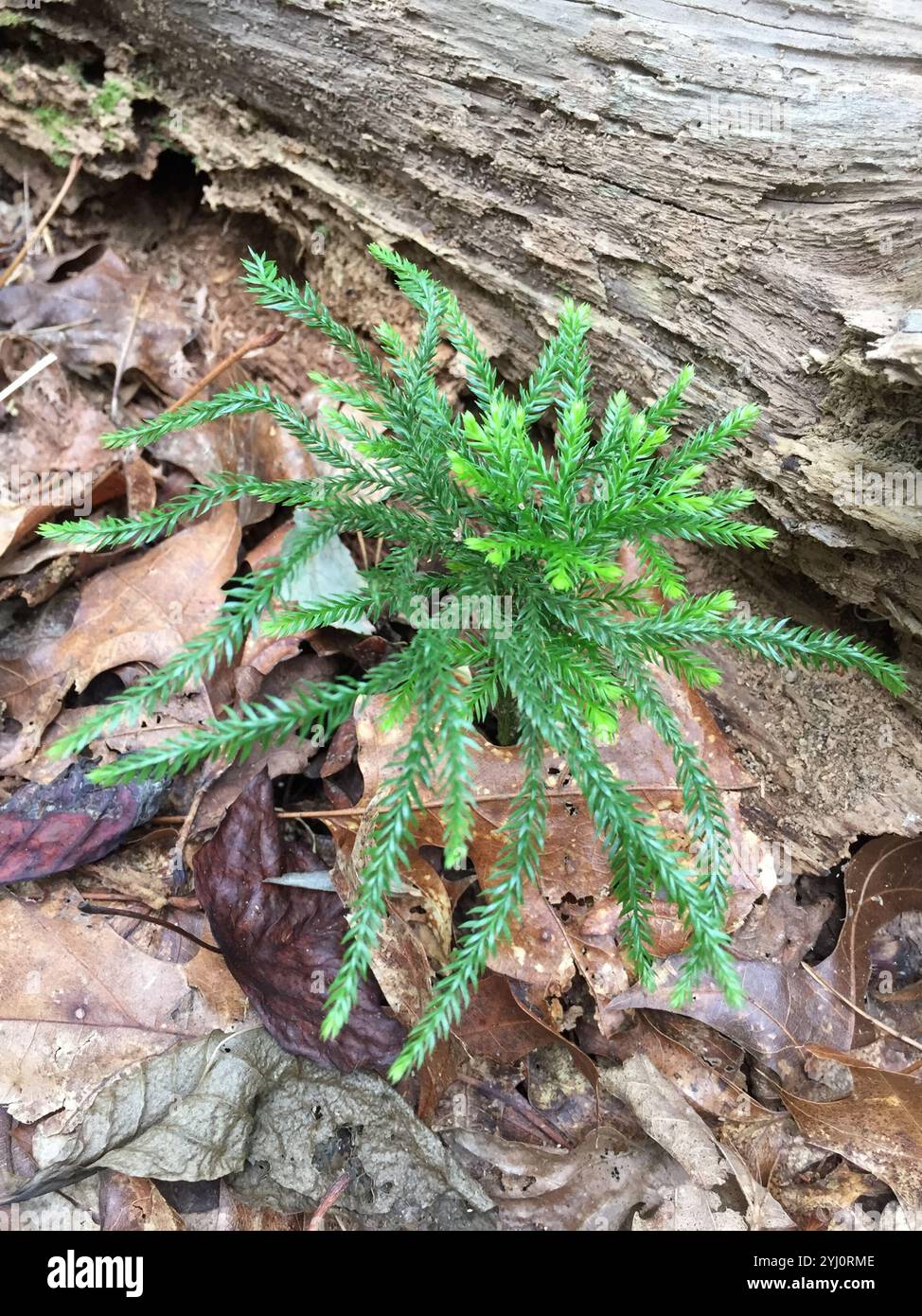 flat-branched tree-clubmoss (Dendrolycopodium obscurum Stock Photo - Alamy