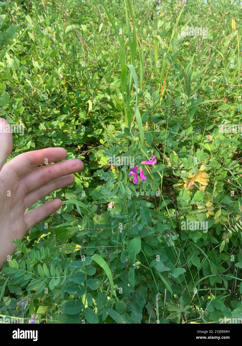 American vetch (Vicia americana Stock Photo - Alamy