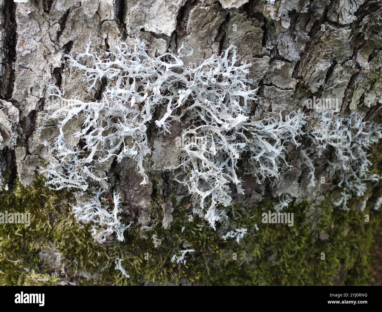 Great Ciliated Lichen (Anaptychia ciliaris Stock Photo - Alamy