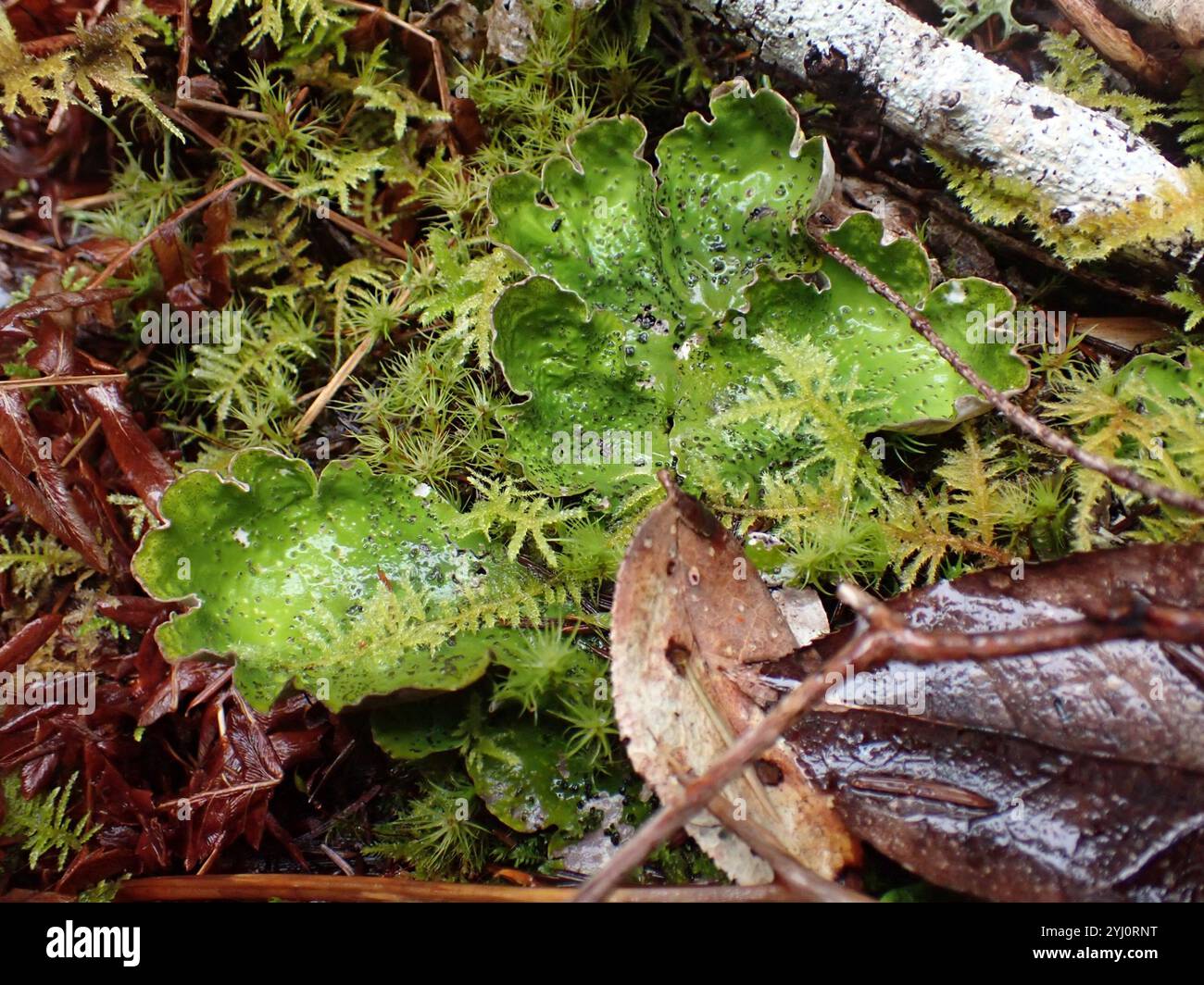 pelt lichens (Peltigera Stock Photo - Alamy