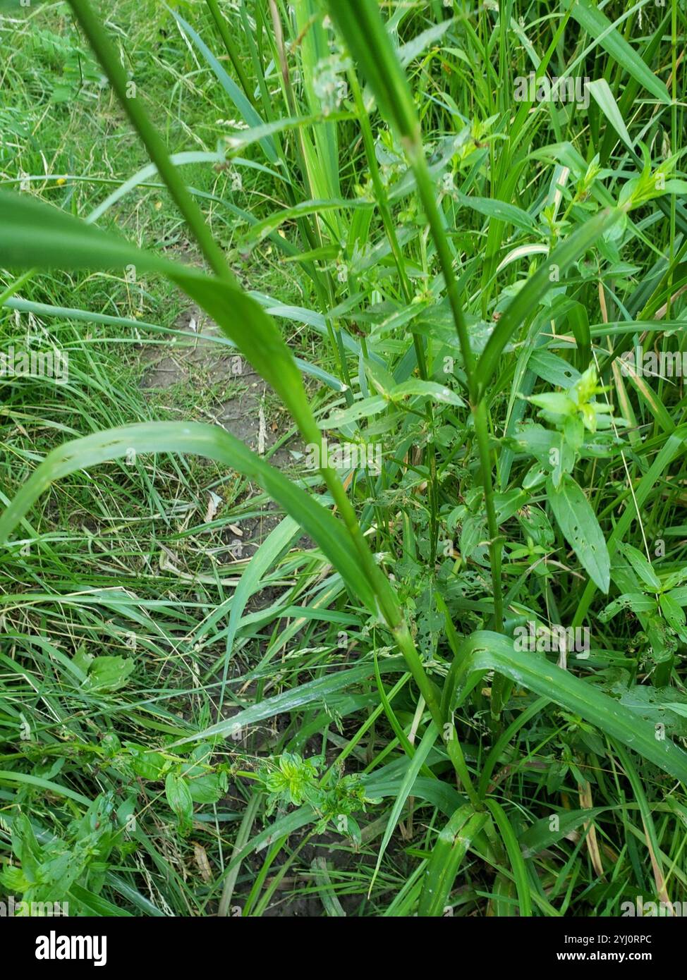 dark green bulrush (Scirpus atrovirens Stock Photo - Alamy