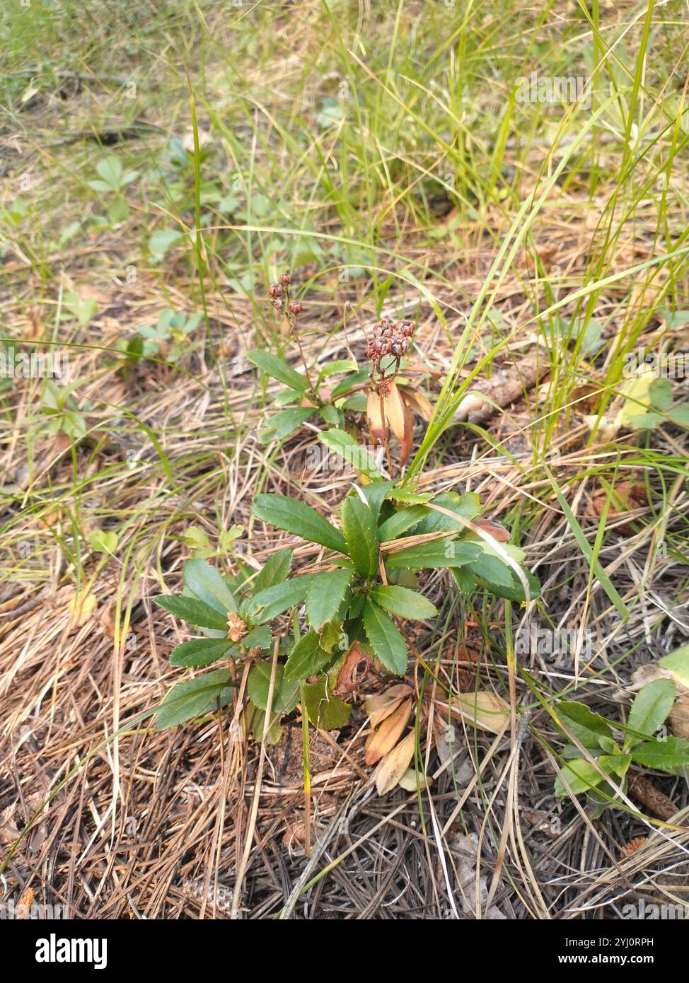 Umbellata chimaphila hi-res stock photography and images - Alamy