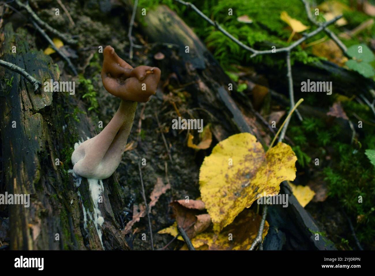 Saddle-shaped False Morel (Gyromitra infula Stock Photo - Alamy