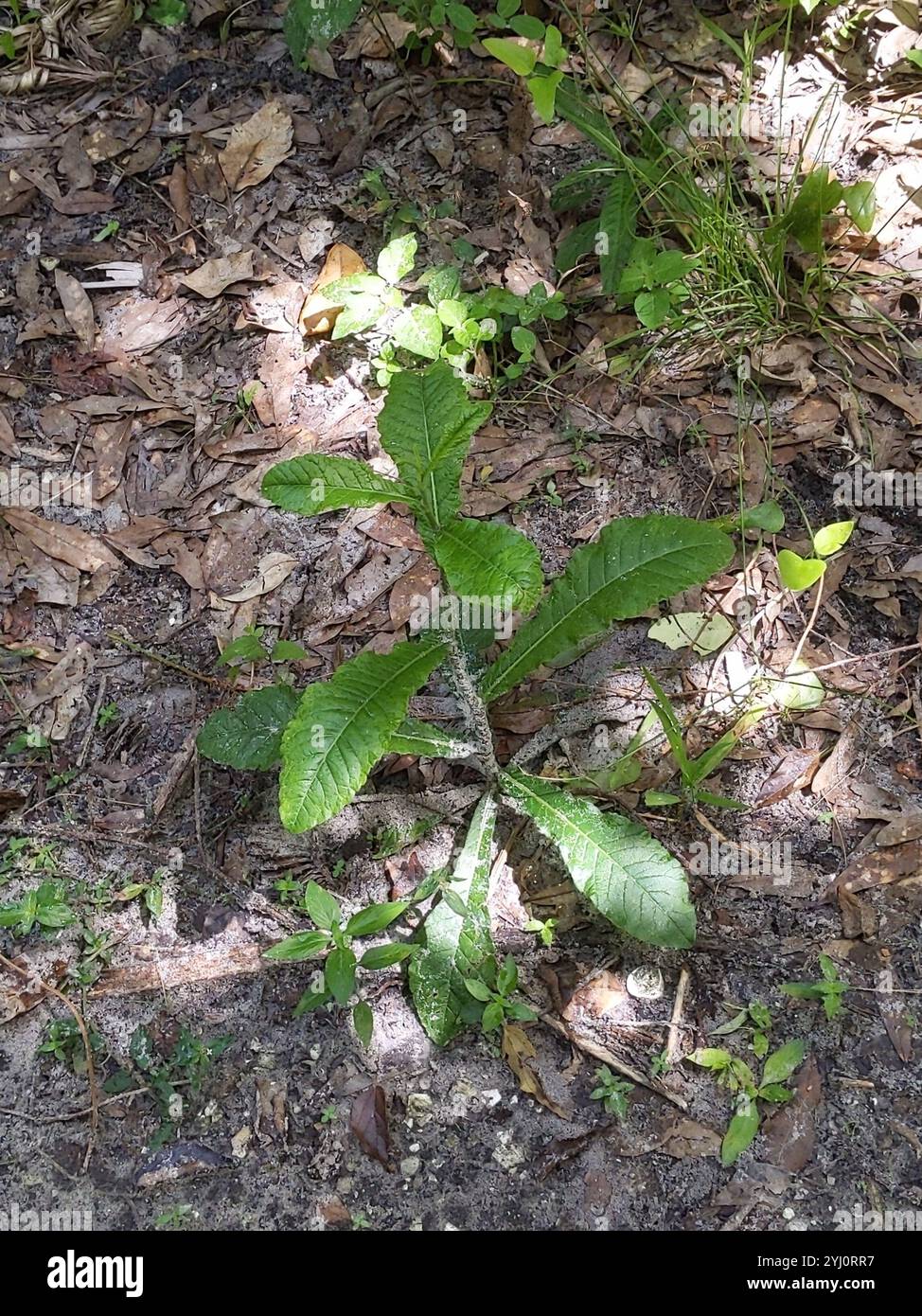 leafy elephant's-foot (Elephantopus carolinianus Stock Photo - Alamy
