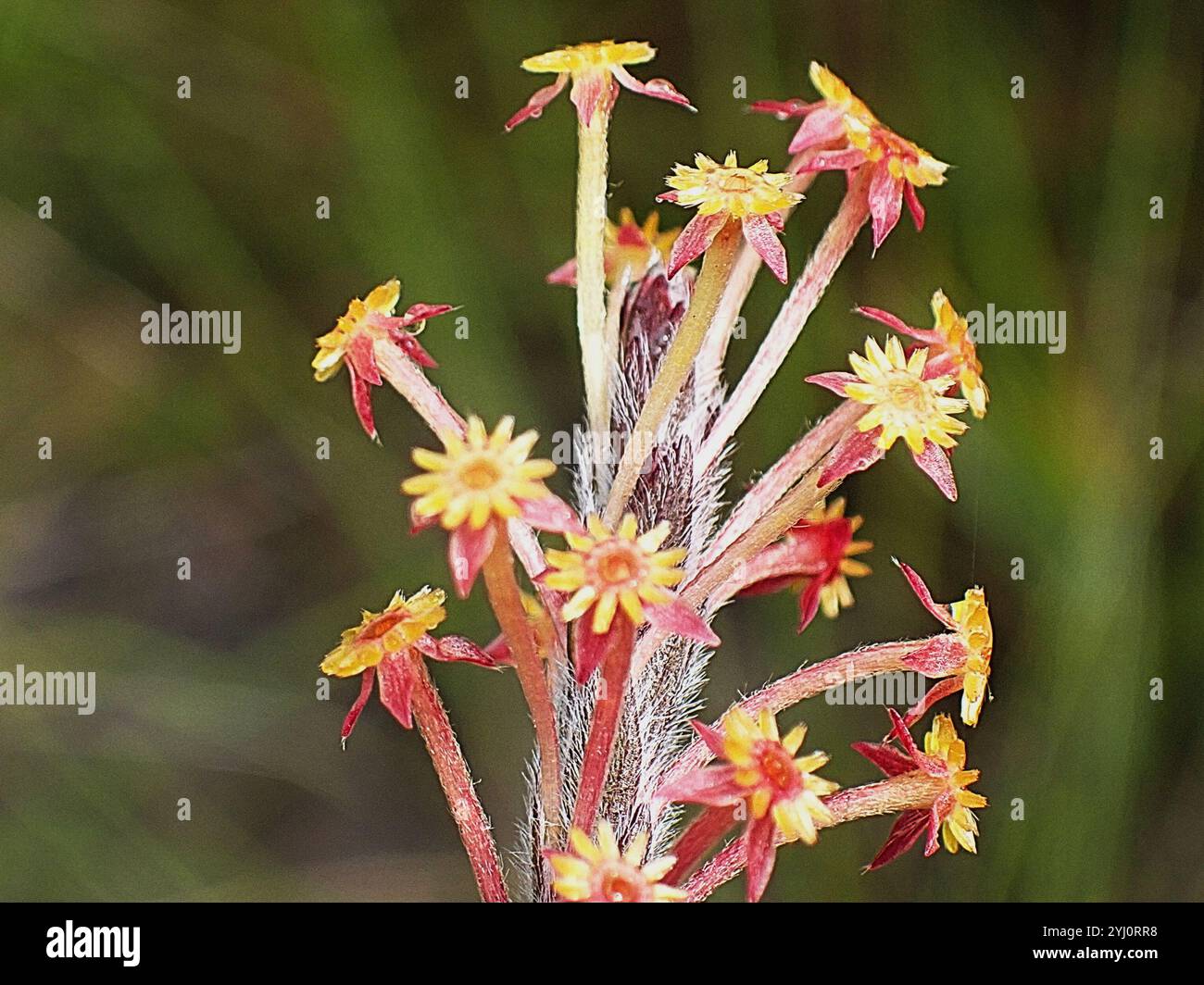 Woolly Capespray (Struthiola tomentosa Stock Photo - Alamy
