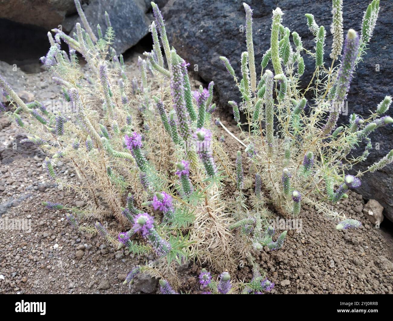 jambhli manjiri (Pogostemon deccanensis Stock Photo - Alamy