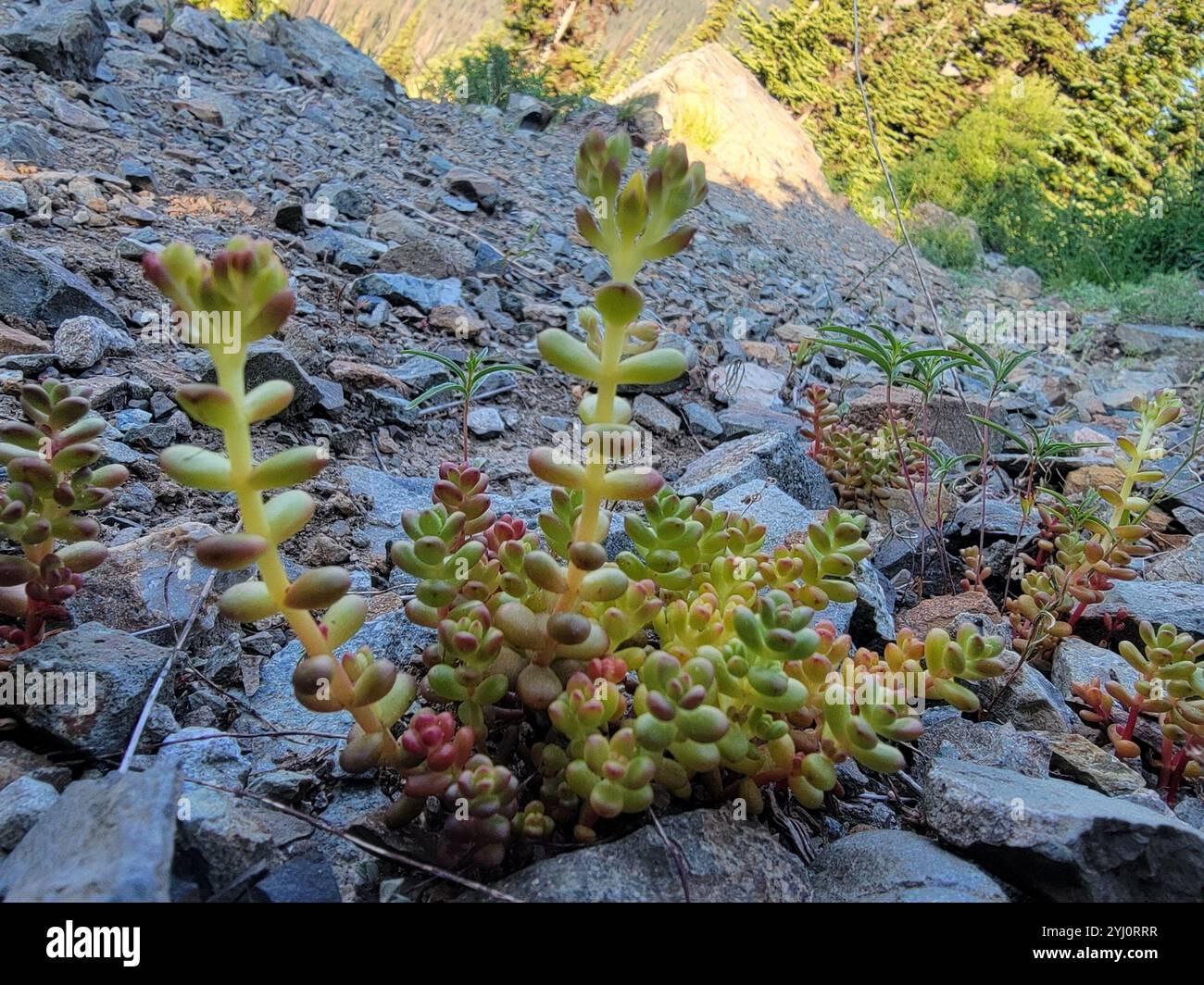 Pacific stonecrop (Sedum divergens Stock Photo - Alamy