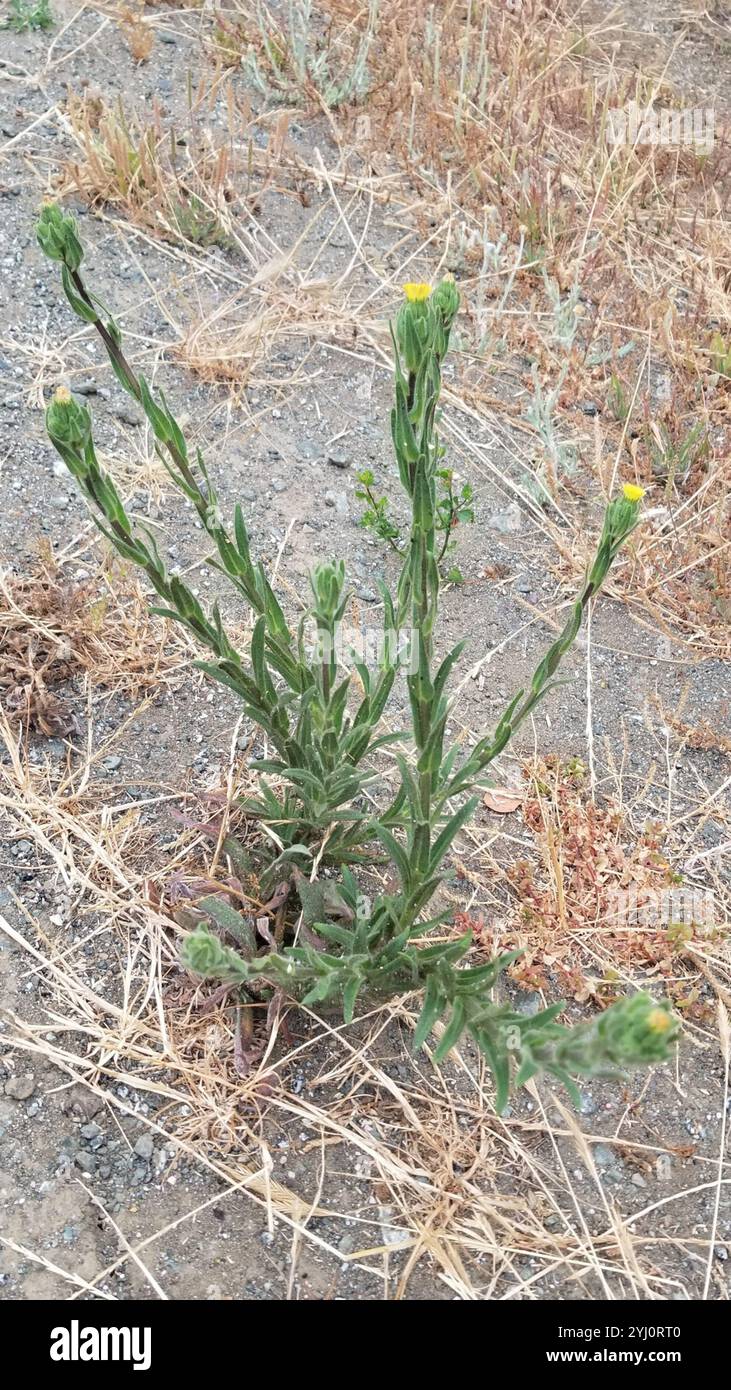 Madia sativa hi-res stock photography and images - Alamy
