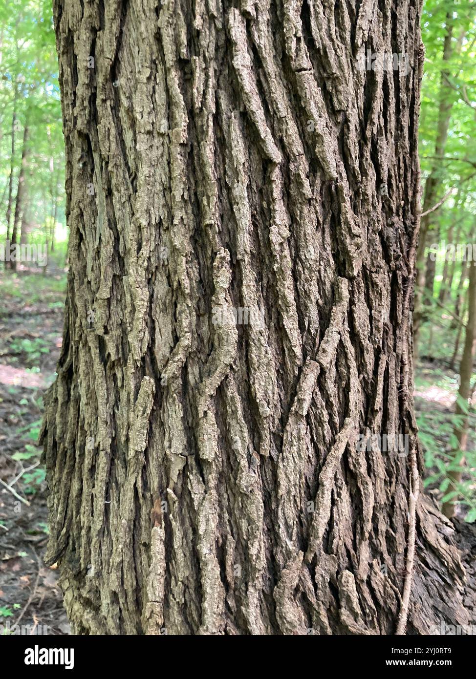 Chinese Tallow (Triadica sebifera Stock Photo - Alamy