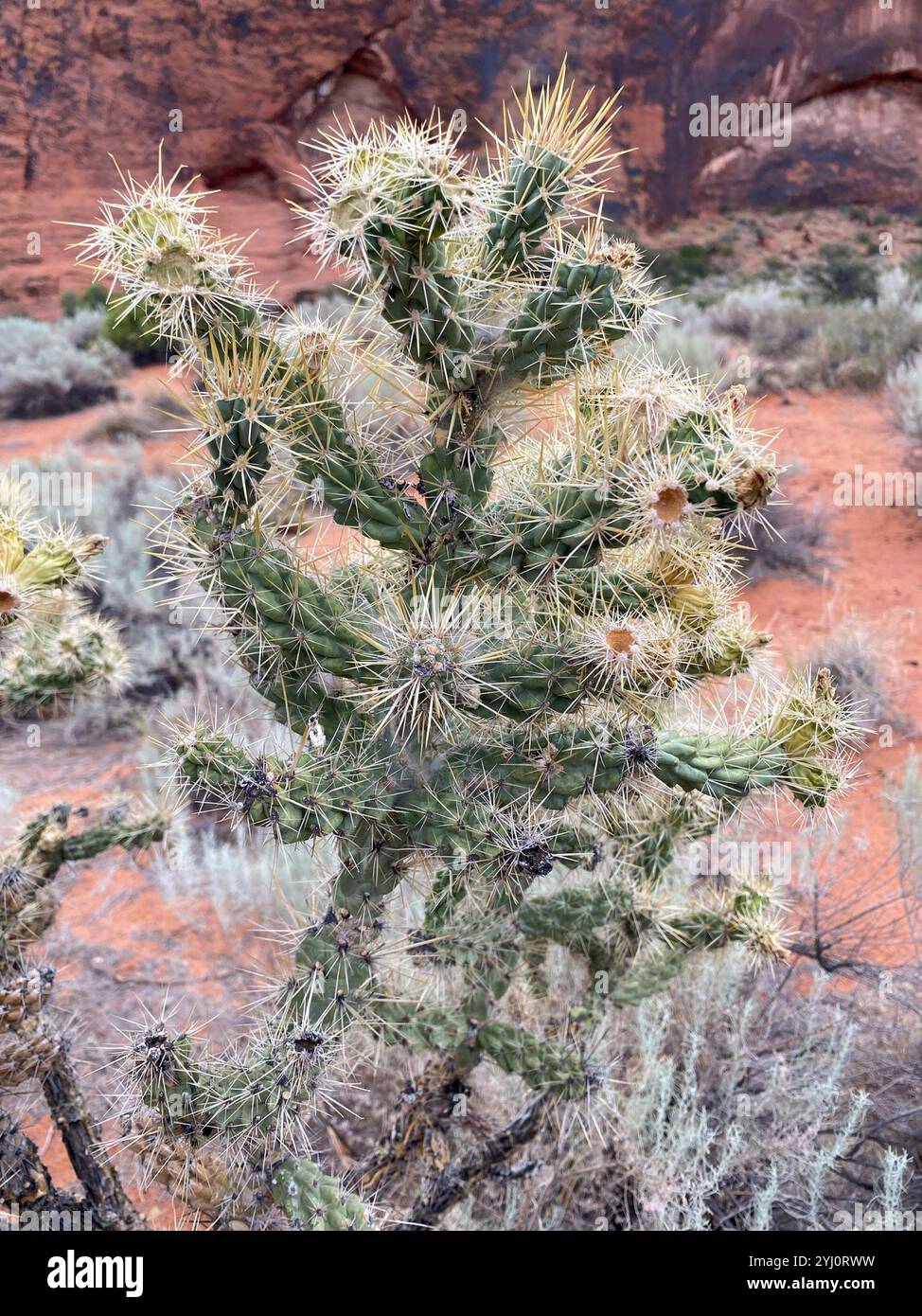 Silver Cholla (Cylindropuntia echinocarpa Stock Photo - Alamy