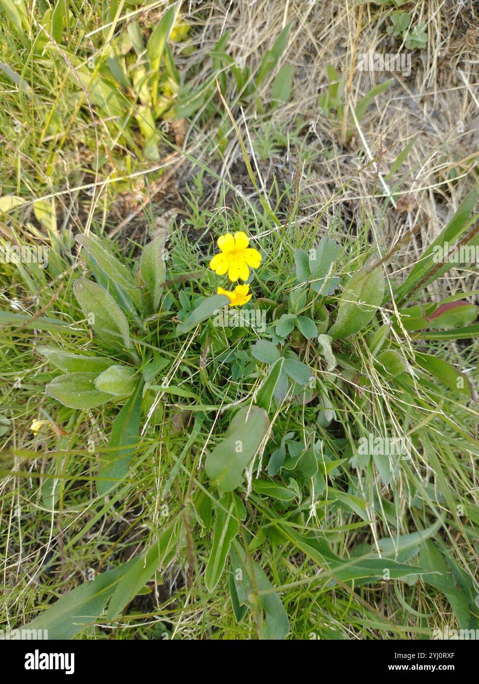primrose monkeyflower (Erythranthe primuloides Stock Photo - Alamy