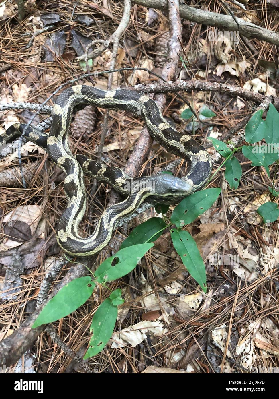 Gray Ratsnake (Pantherophis spiloides Stock Photo - Alamy