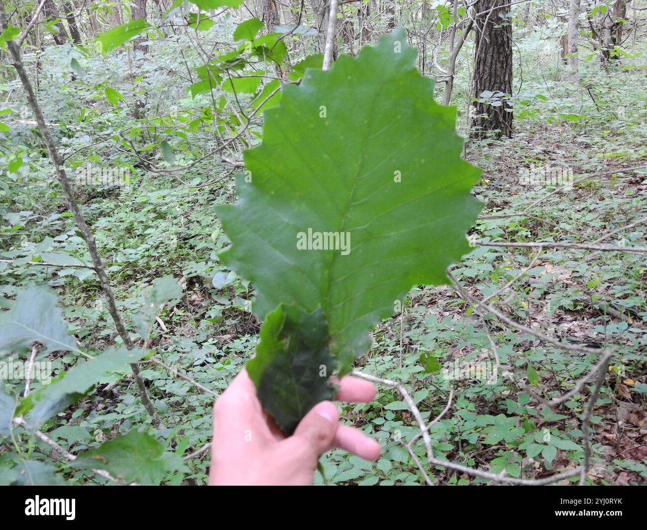 swamp white oak (Quercus bicolor Stock Photo - Alamy