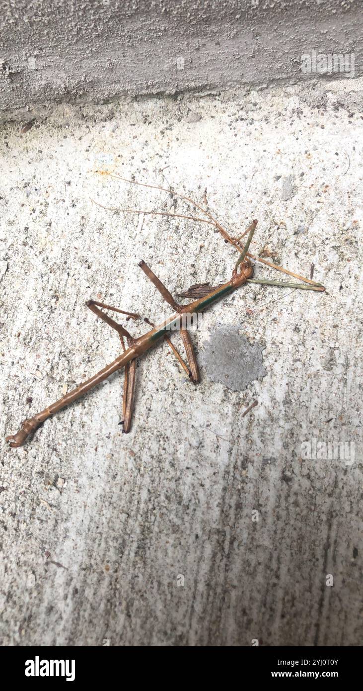 Giant Walkingstick Megaphasma Denticrus Stock Photo Alamy