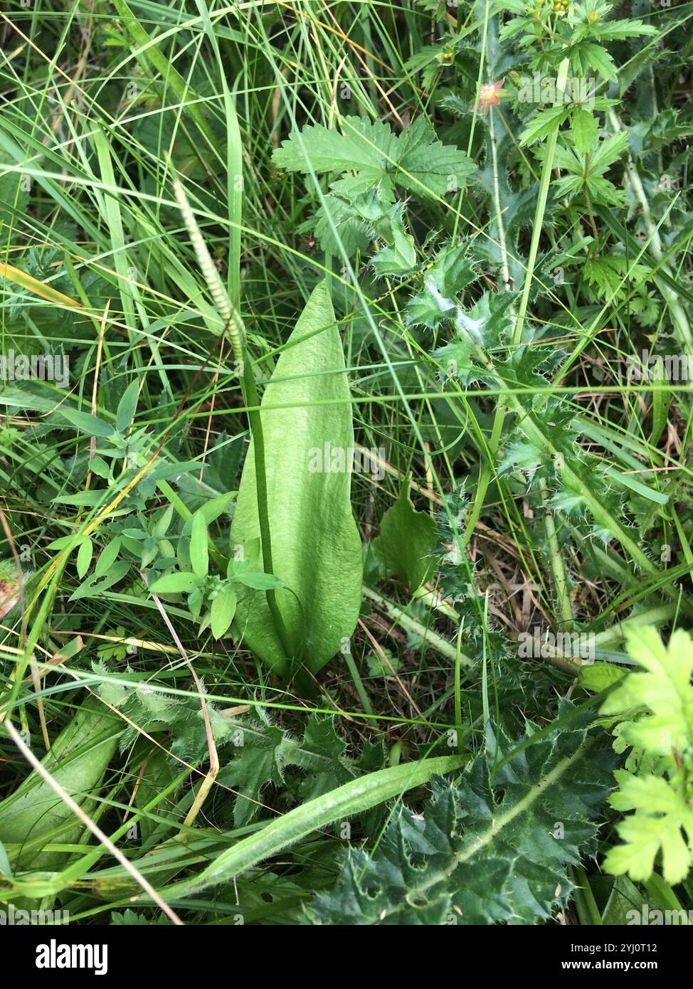 southern adder's-tongue (Ophioglossum vulgatum Stock Photo - Alamy