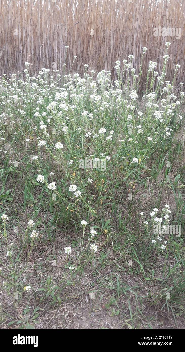 hoary alyssum (Berteroa incana Stock Photo - Alamy
